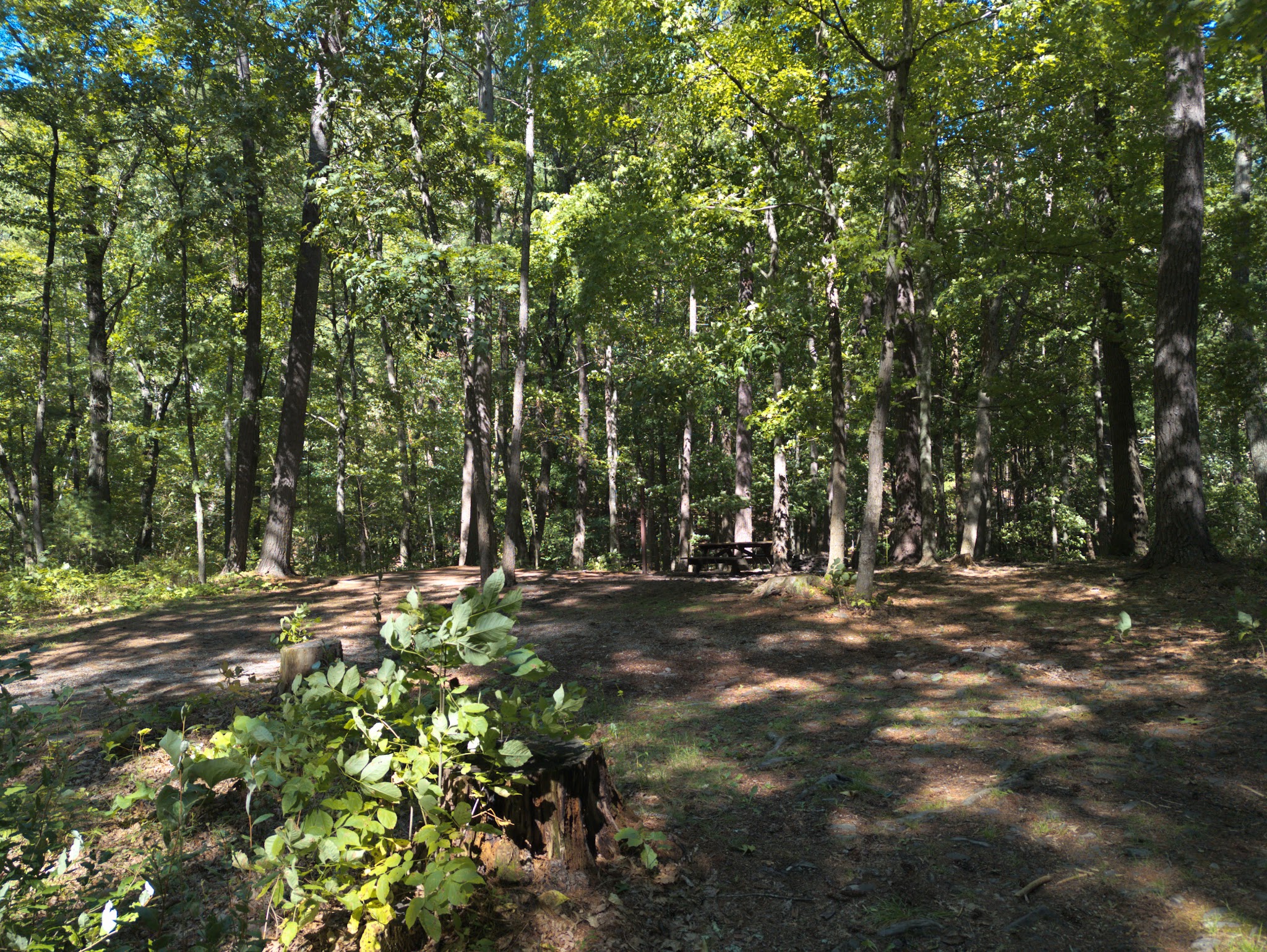 Camp Run Campground | WV | Camping Information & Reviews